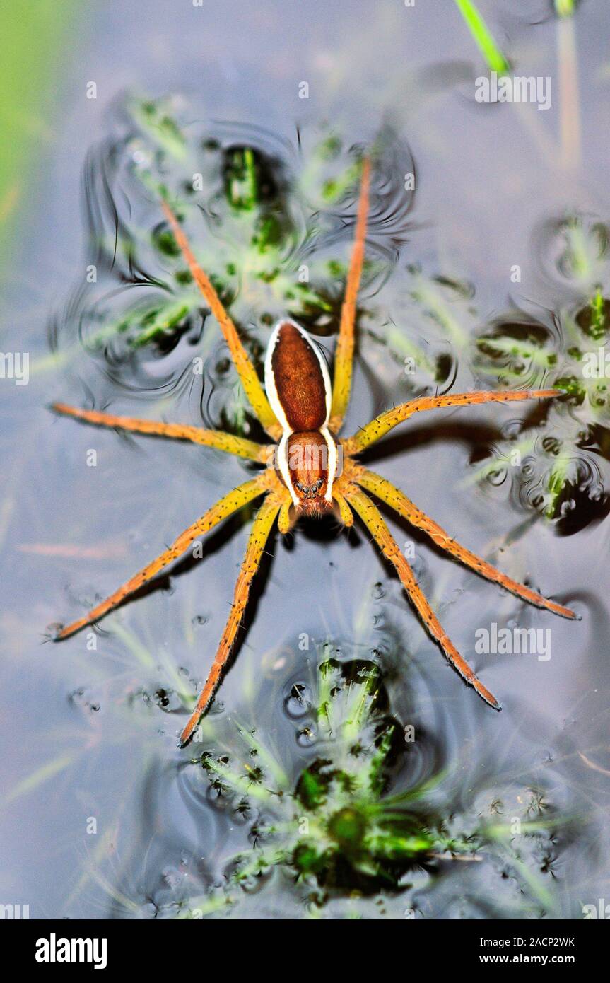 Raft spider on a heathland pond. The raft spider (Dolomedes fimbriatus ...
