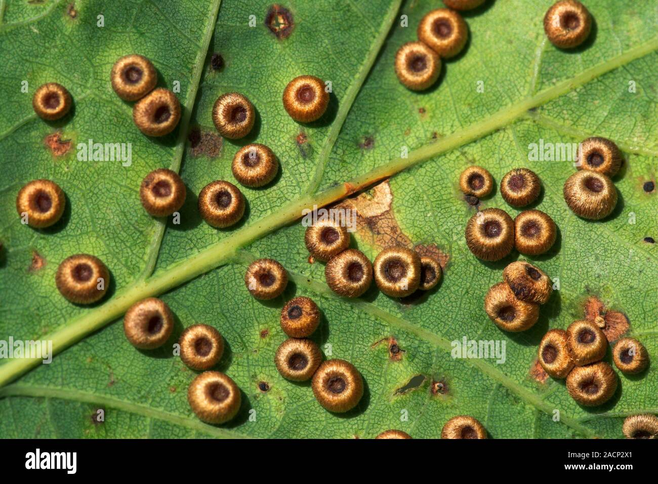 Silk button spangle galls on the underside of an English oak (Quercus ...