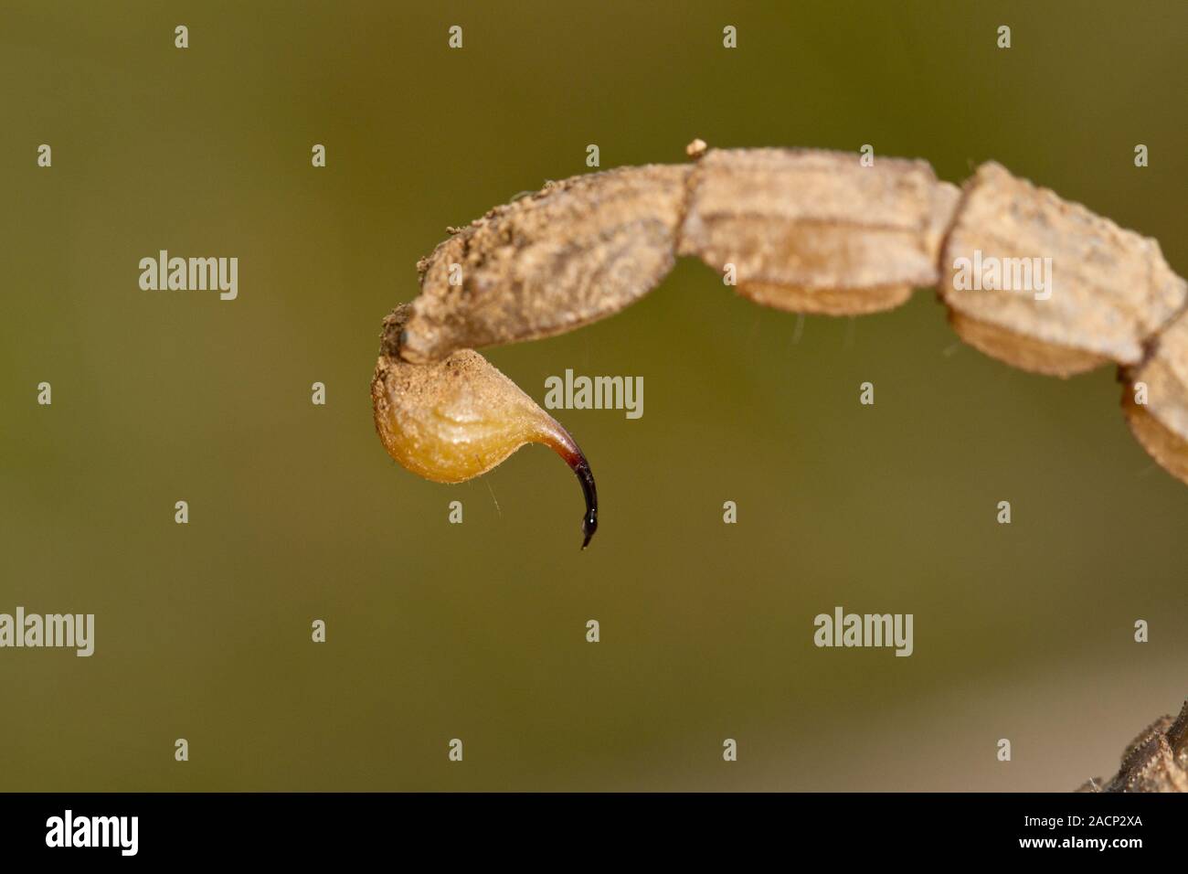 Scorpion sting hi-res stock photography and images - Alamy