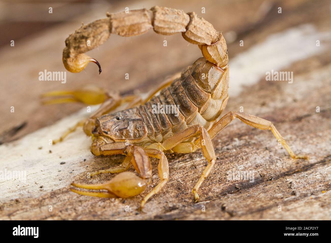 Scorpion posture hi-res stock photography and images - Alamy