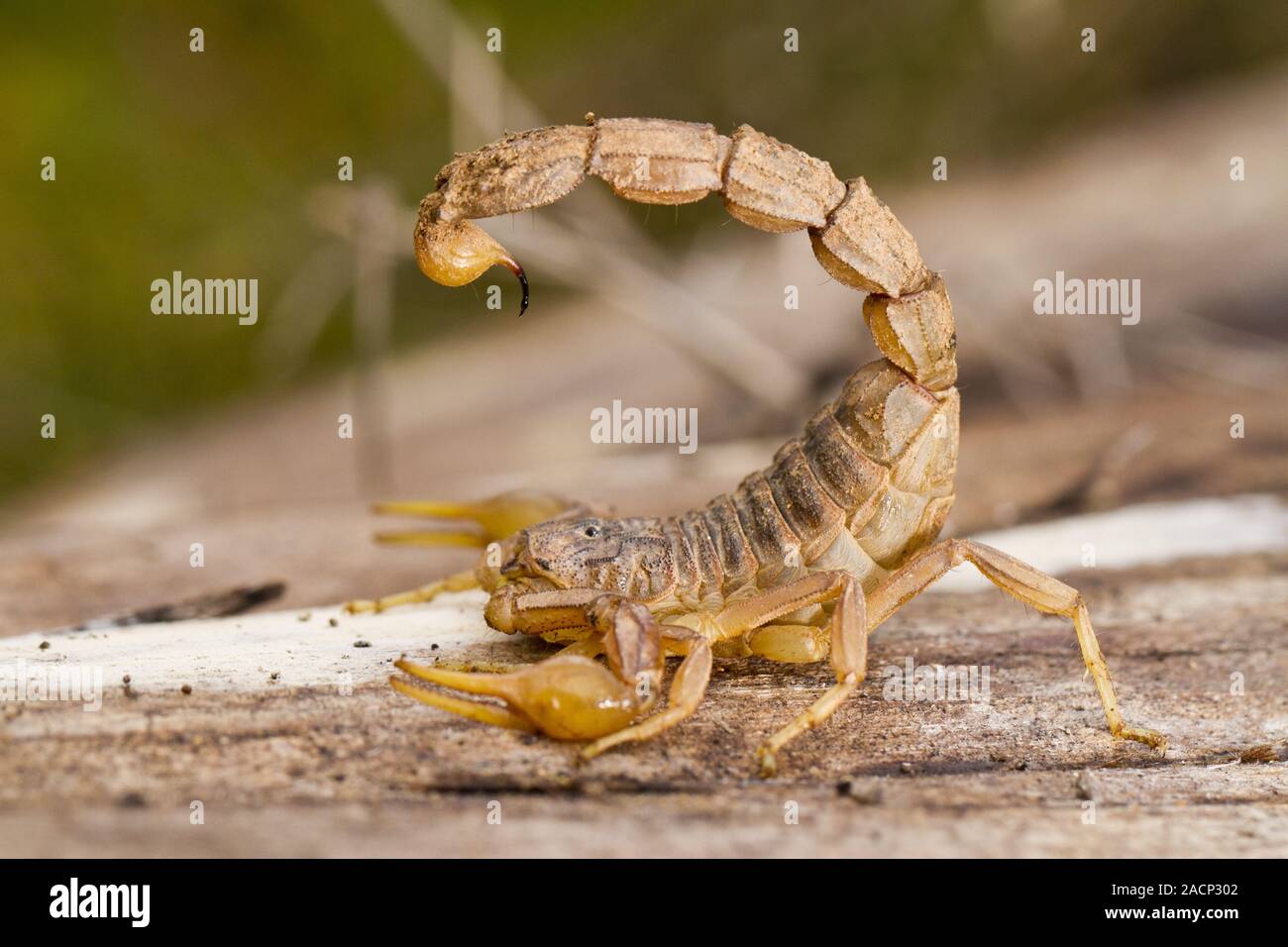 Scorpion posture hi-res stock photography and images - Alamy