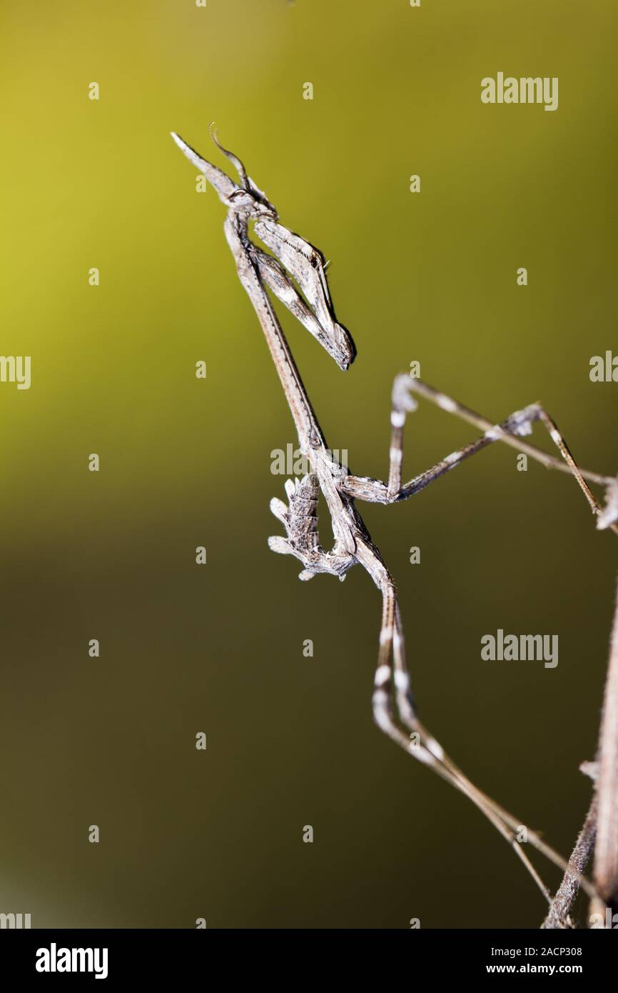 Mantis Palo (Empusa pennata Stock Photo - Alamy