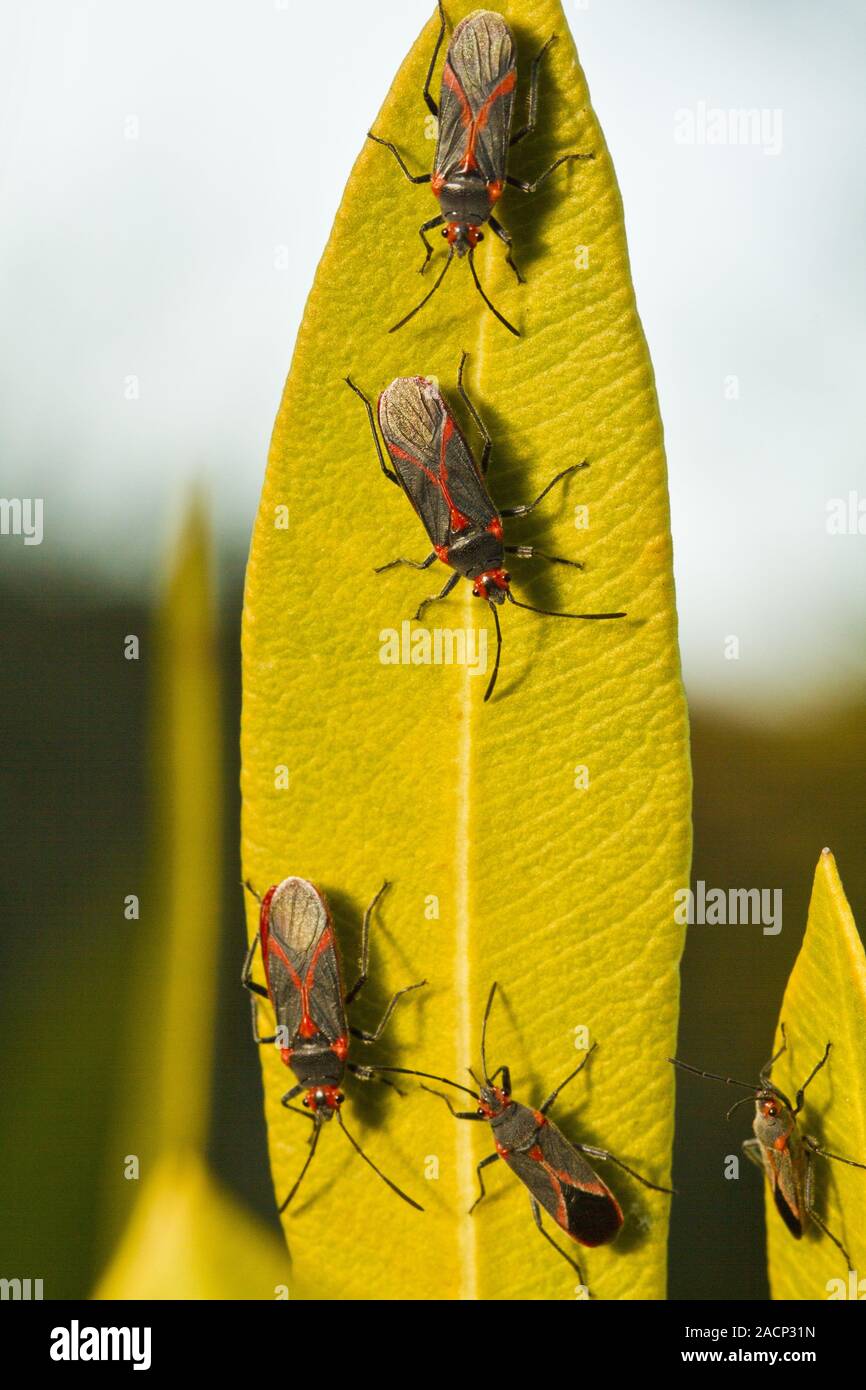 red bugs (lygaeus equestris) on a plant Stock Photo - Alamy