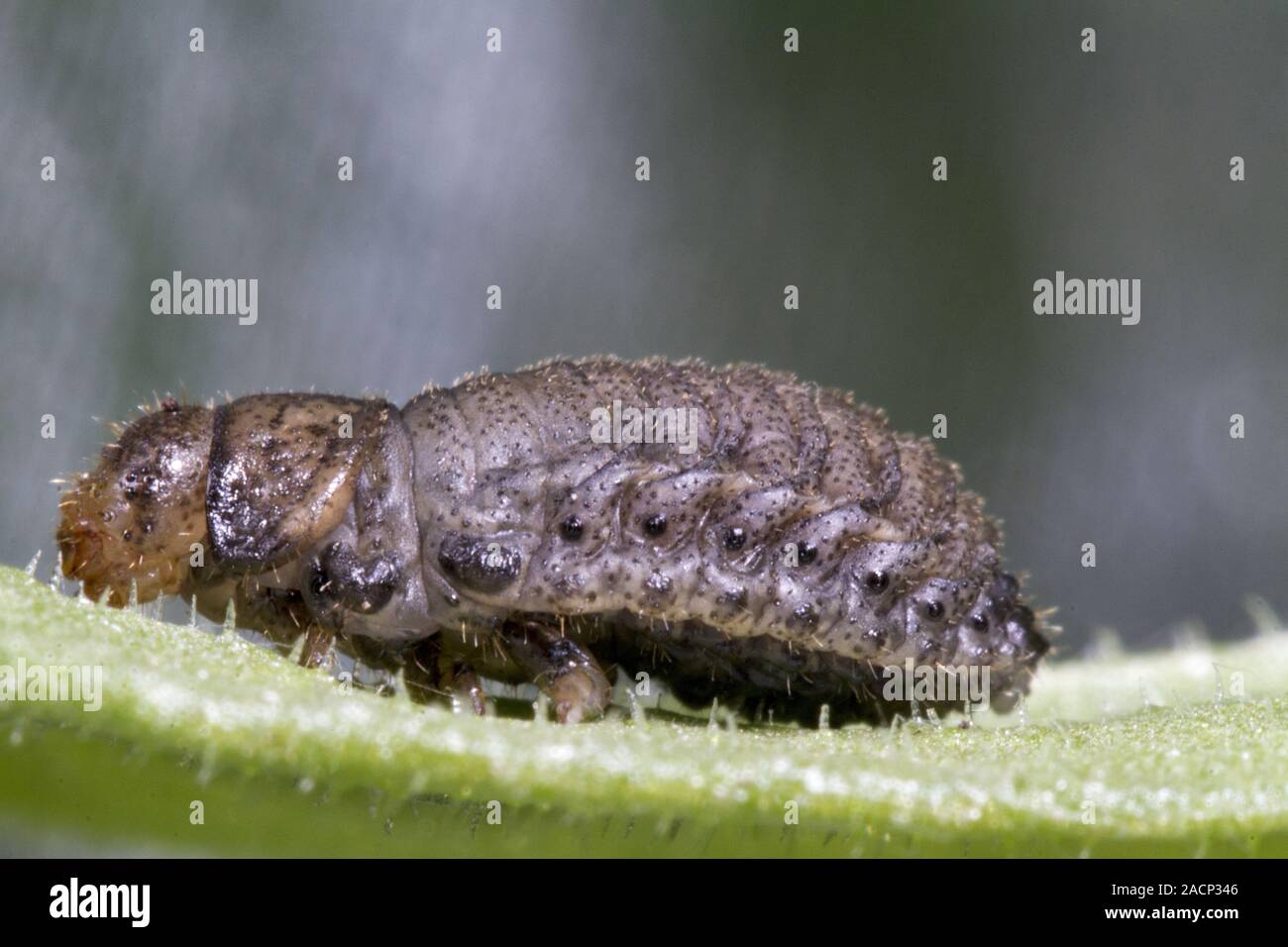 Beetle larva hi-res stock photography and images - Alamy