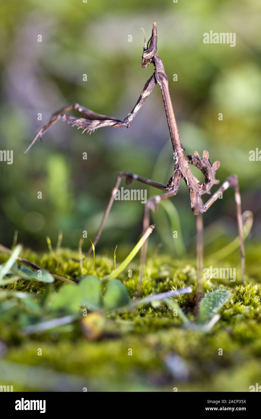 Ground mantis hi-res stock photography and images - Alamy
