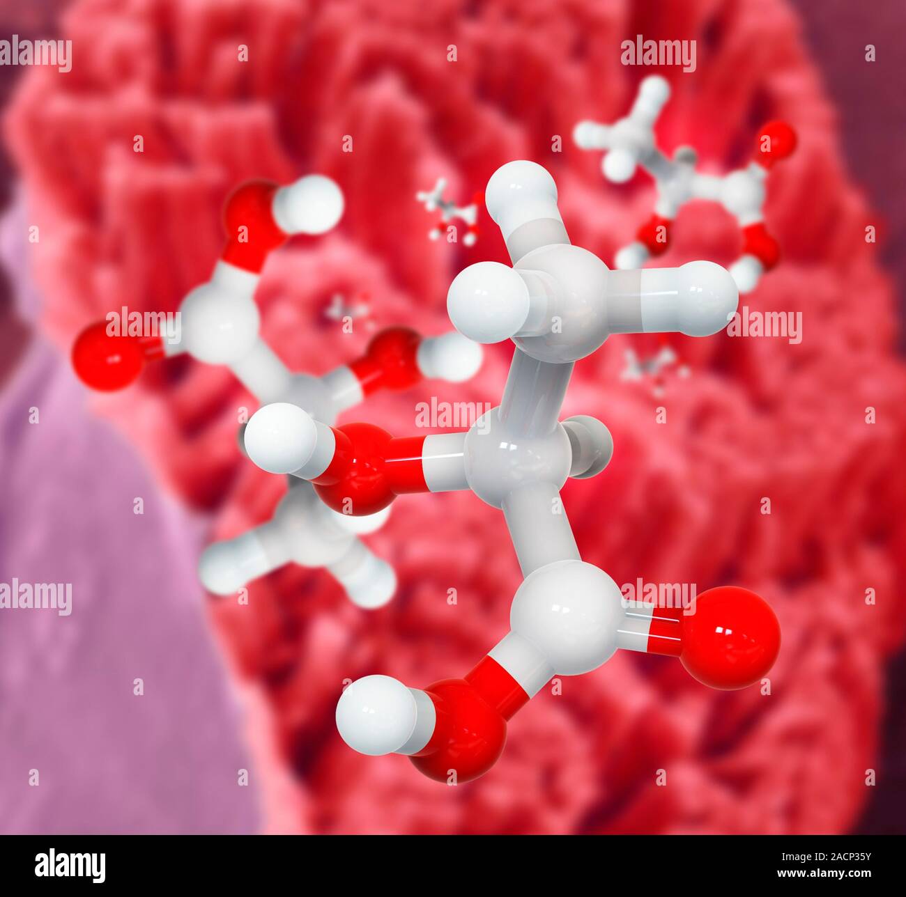 Lactic acid and muscles. Lactic acid (molecular models shown) is a ...