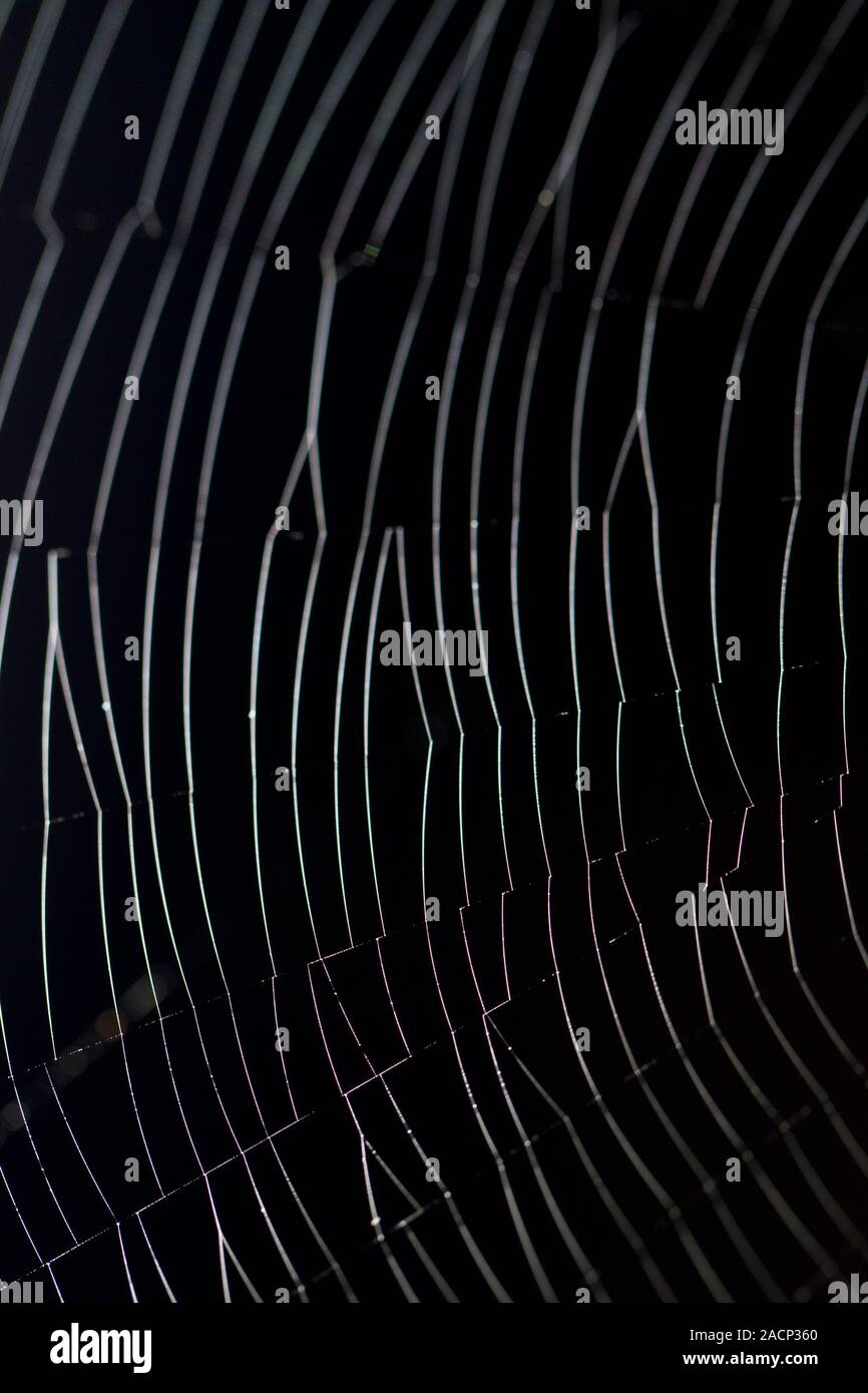 Crystal spider web hi-res stock photography and images - Alamy