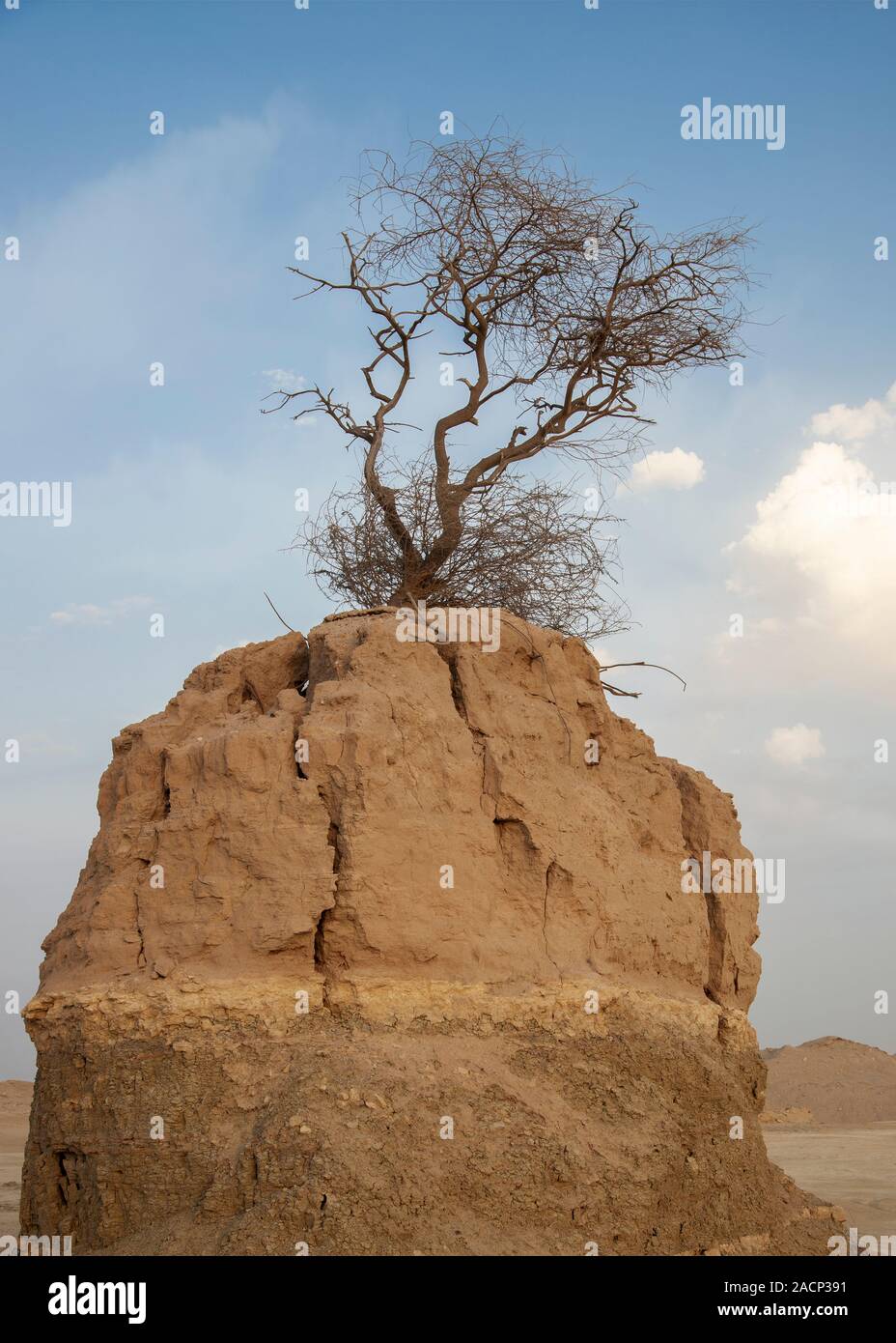 Sunset view of Lonely Tree on Rock Stock Photo - Alamy
