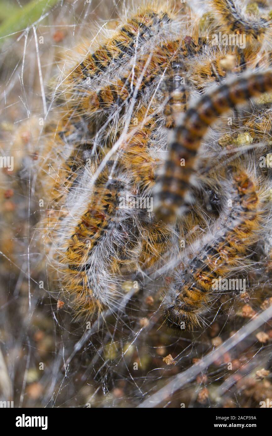Pine Processionary (Thaumetopoea pityocampa) caterpillars Stock Photo ...