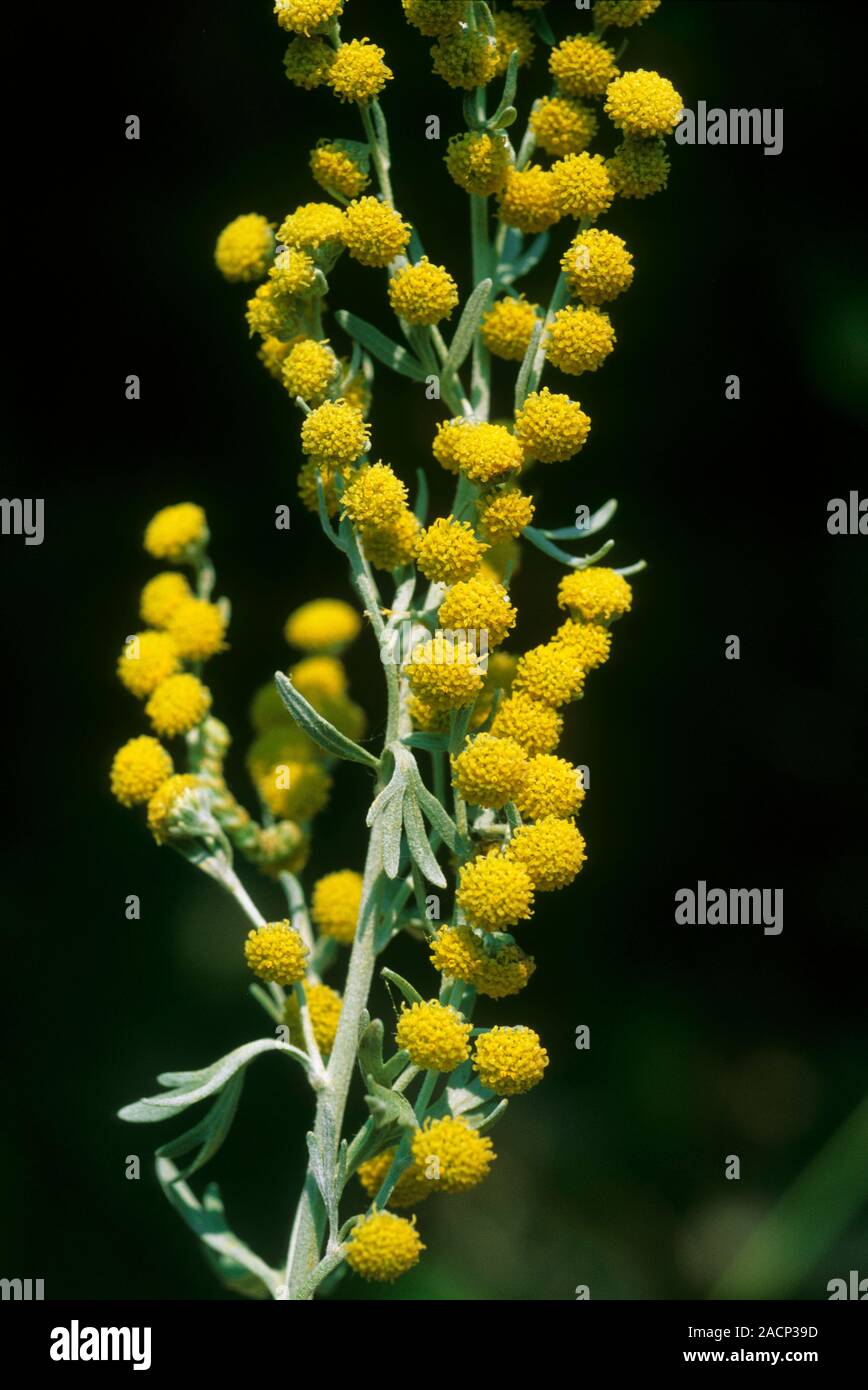 Artemisia absinthium in flower Stock Photo - Alamy
