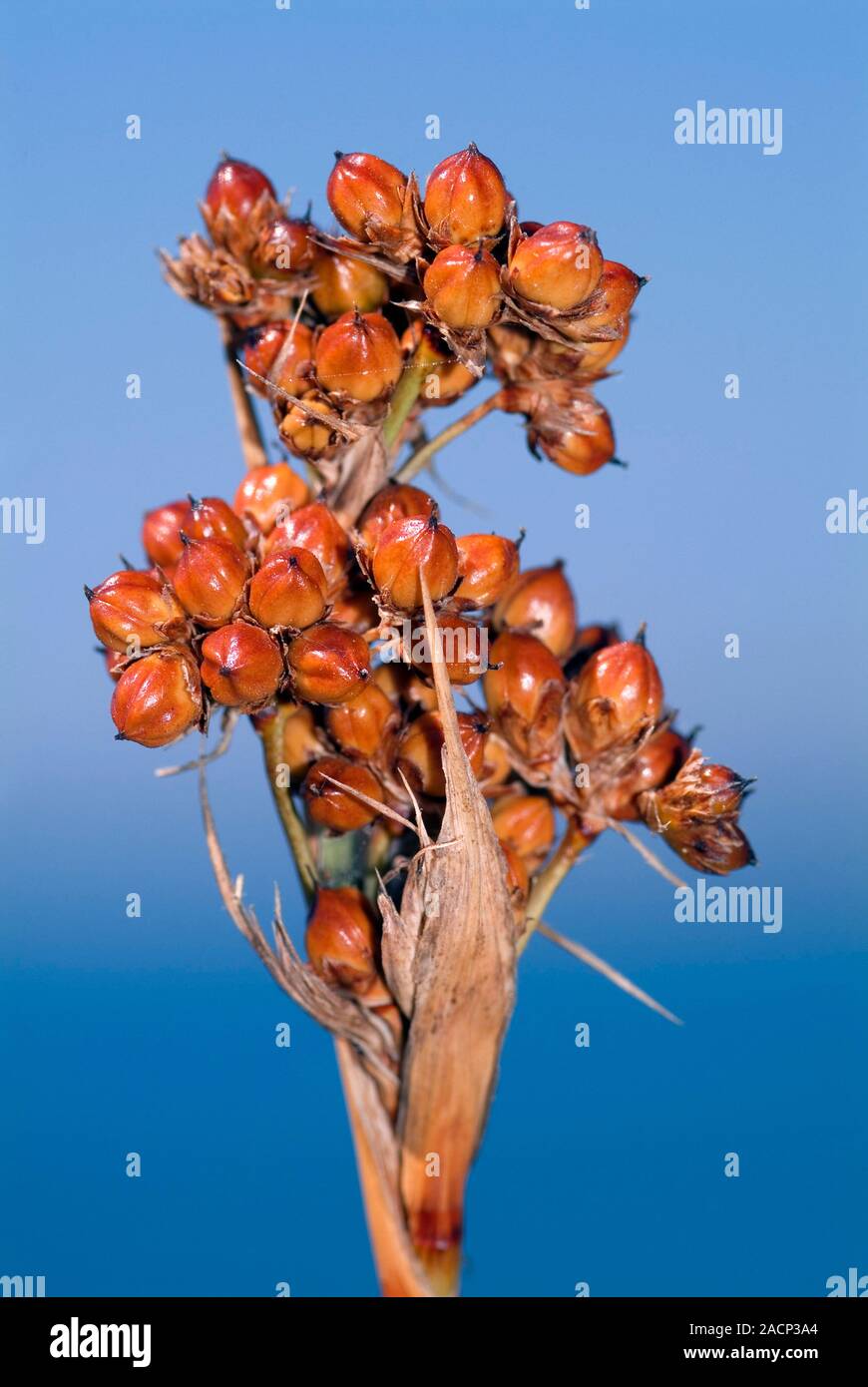 Juncus acutus seed pods Stock Photo - Alamy