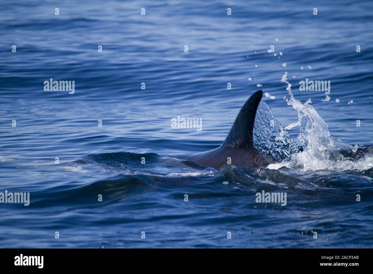 Salt water dolphins hi-res stock photography and images - Alamy