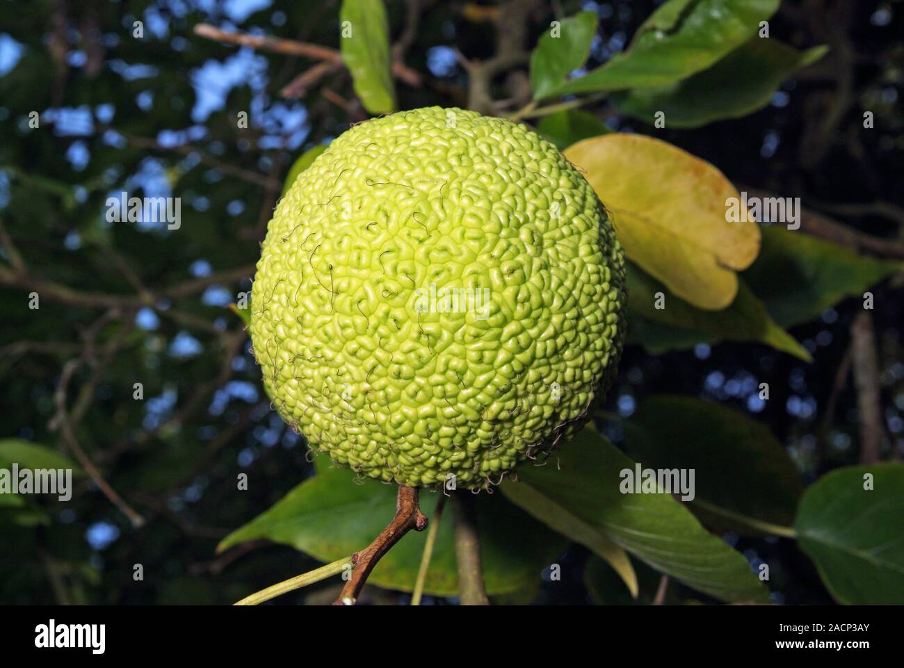 Maclura pomifera ripening fruit Stock Photo - Alamy