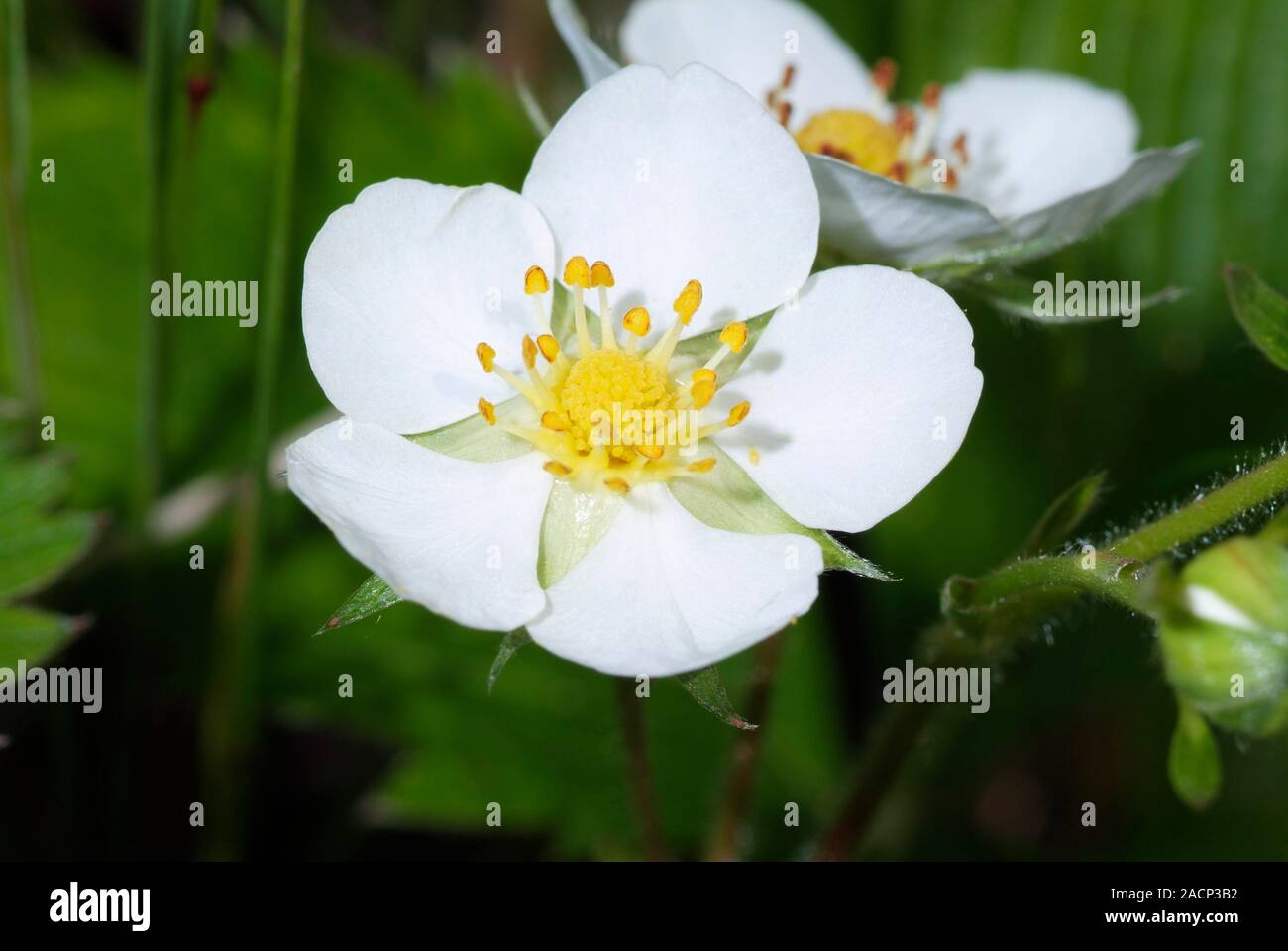 Strawberry (Fragaria viridis) in flower Stock Photo - Alamy