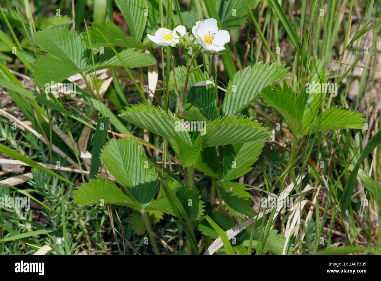 Strawberry (Fragaria viridis) in flower Stock Photo - Alamy