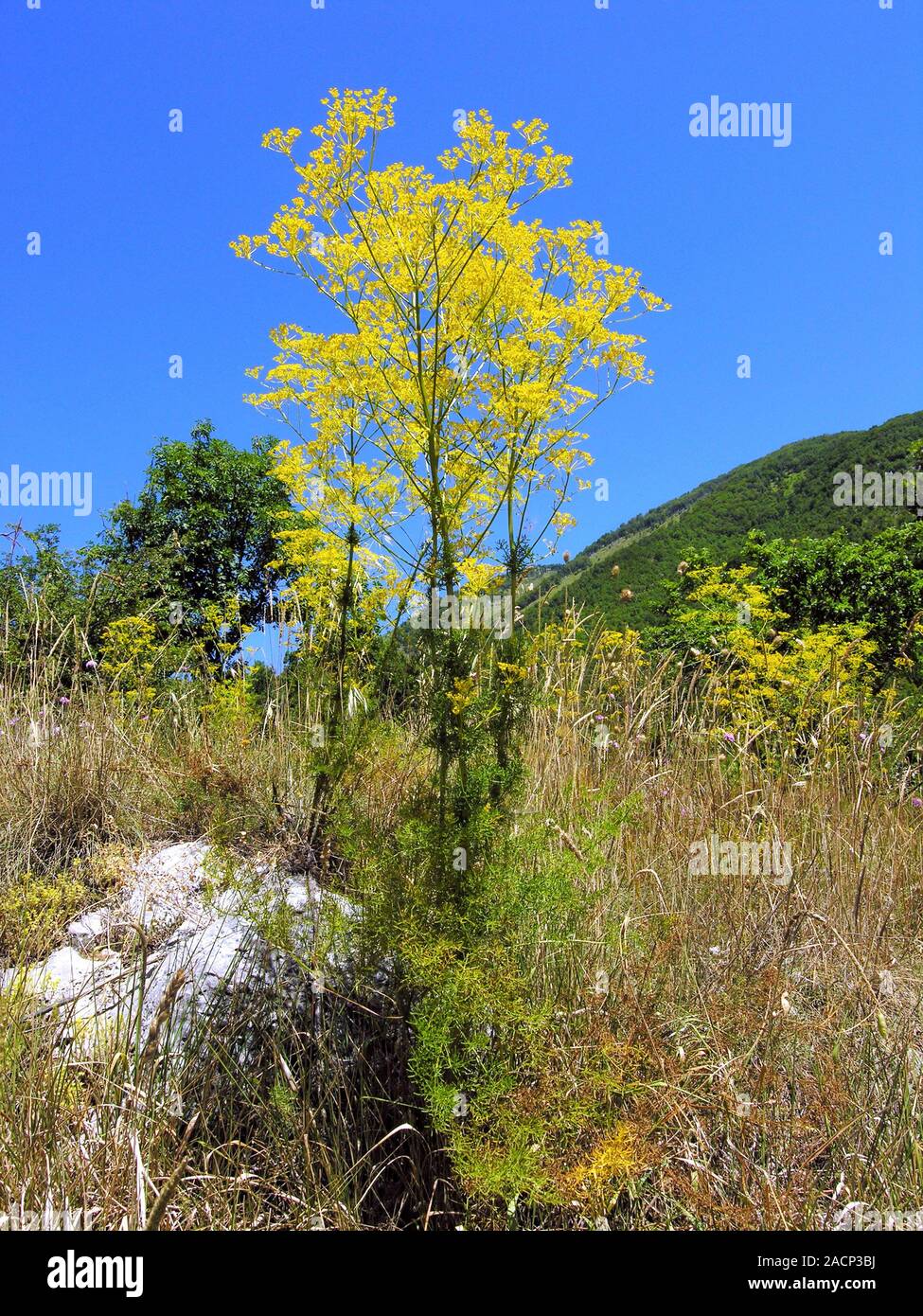 Ferulago campestris in flower Stock Photo - Alamy