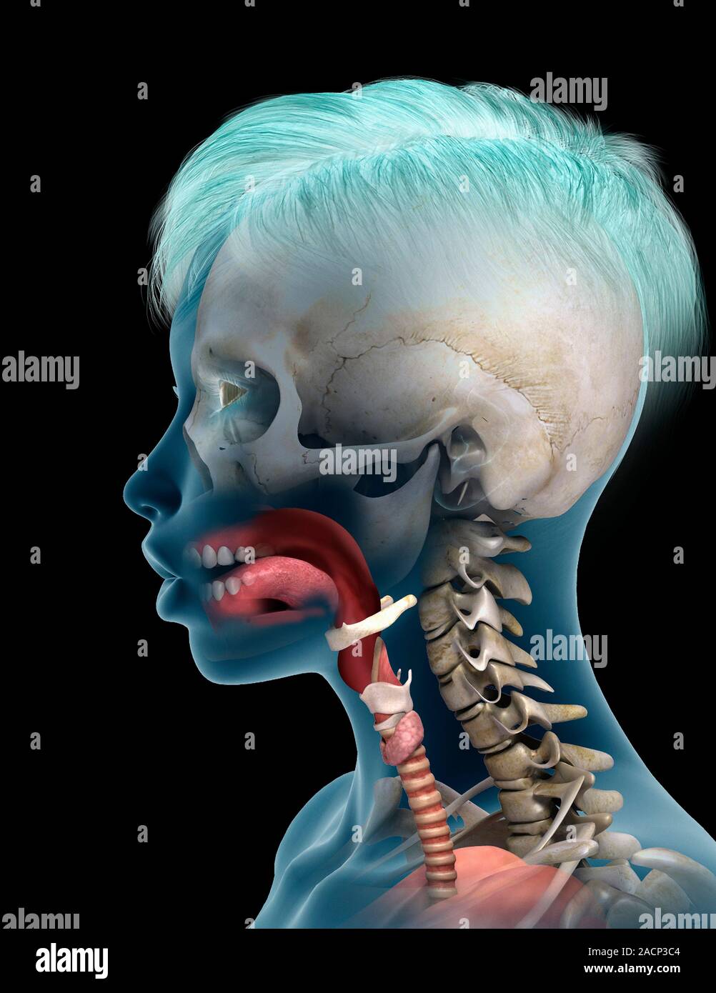 Head and neck anatomy. Artwork showing the anatomy of various regions ...