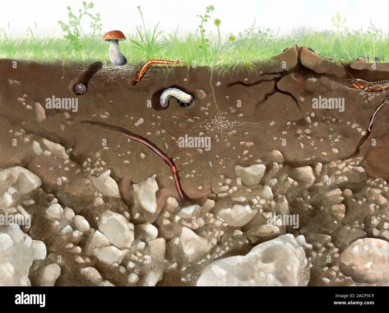 Soil structure and fauna. Artwork of a vertical section through soil ...