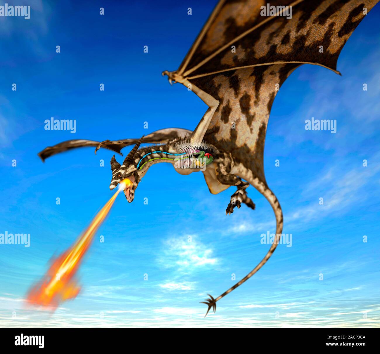 Dragon anatomy. Artwork showing a proposed internal anatomy for a ...