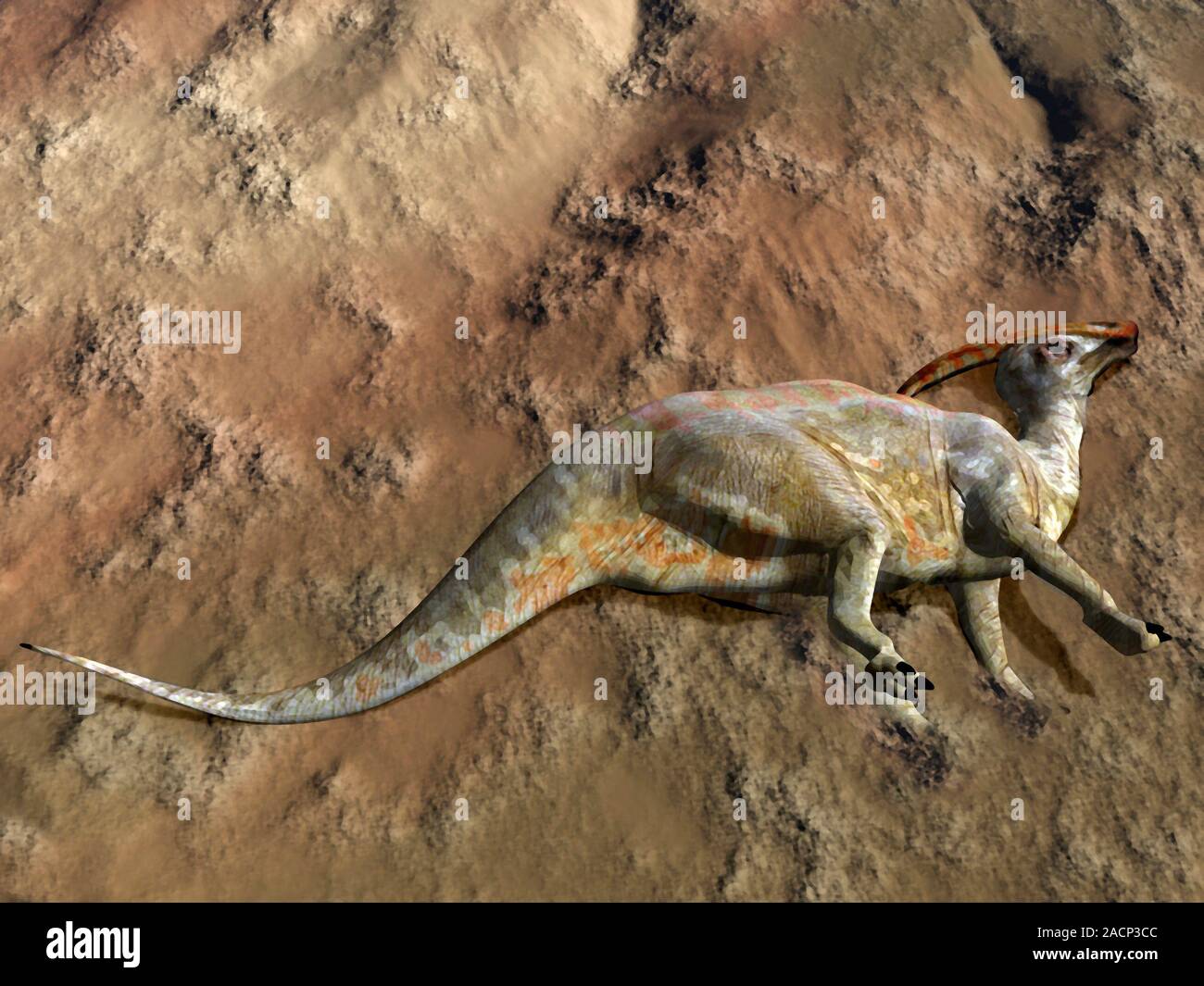 Dead dinosaur, artwork. Parasaurolophus was a hadrosaurid or duck-billed dinosaur. It lived in ...