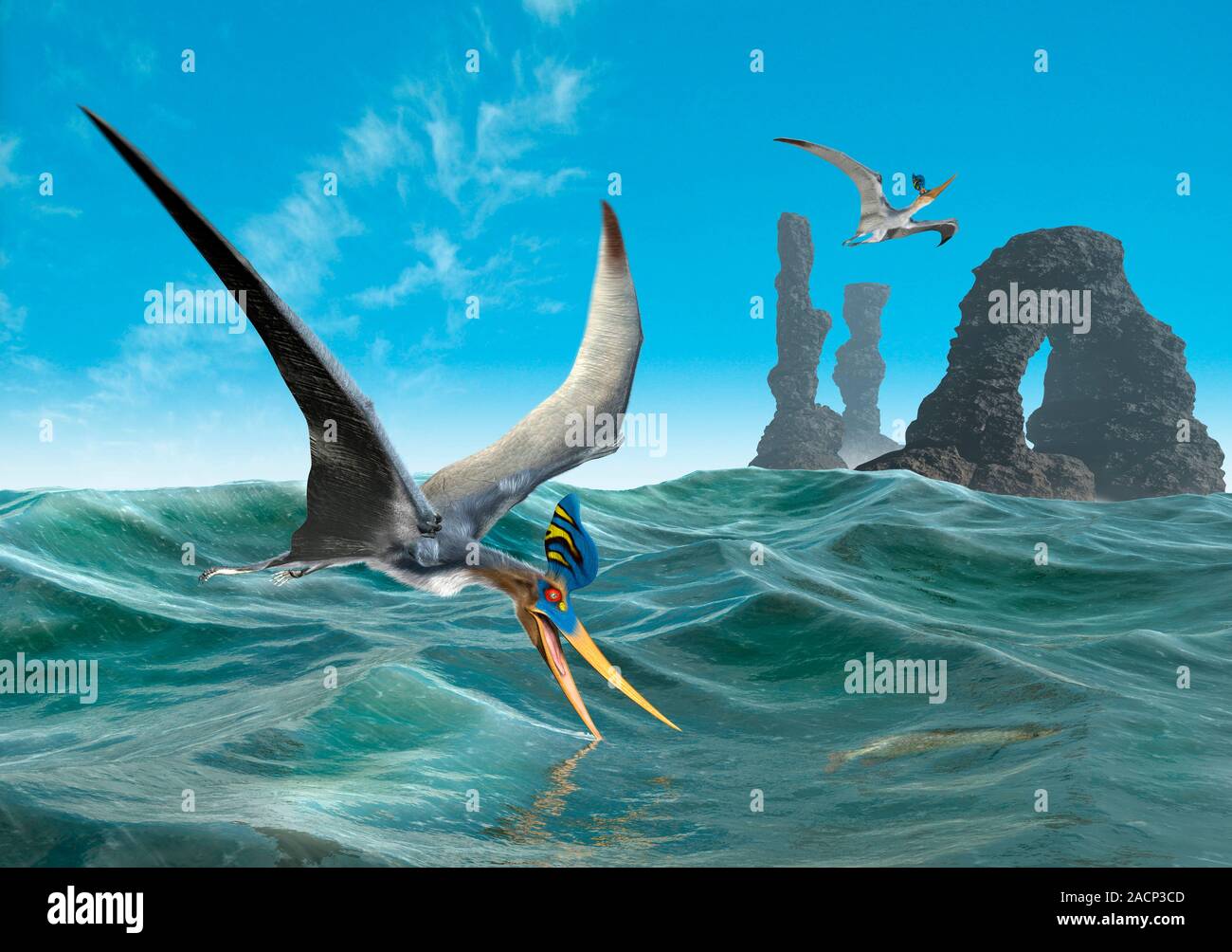 Pteranodon catching fish, artwork. Pteranodon was a flying reptile ...
