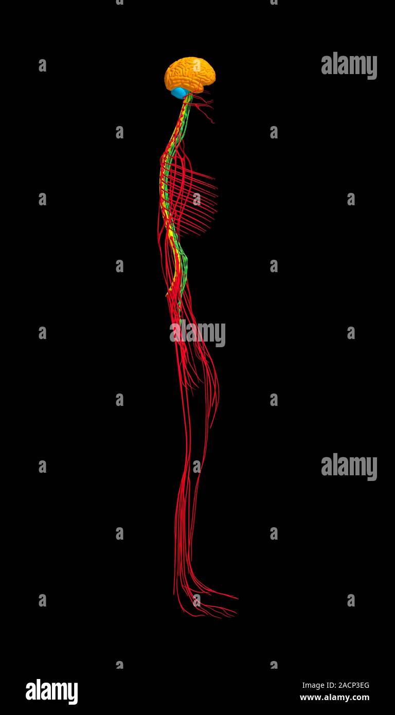 Human nervous system. Computer artwork of a side view of the human ...