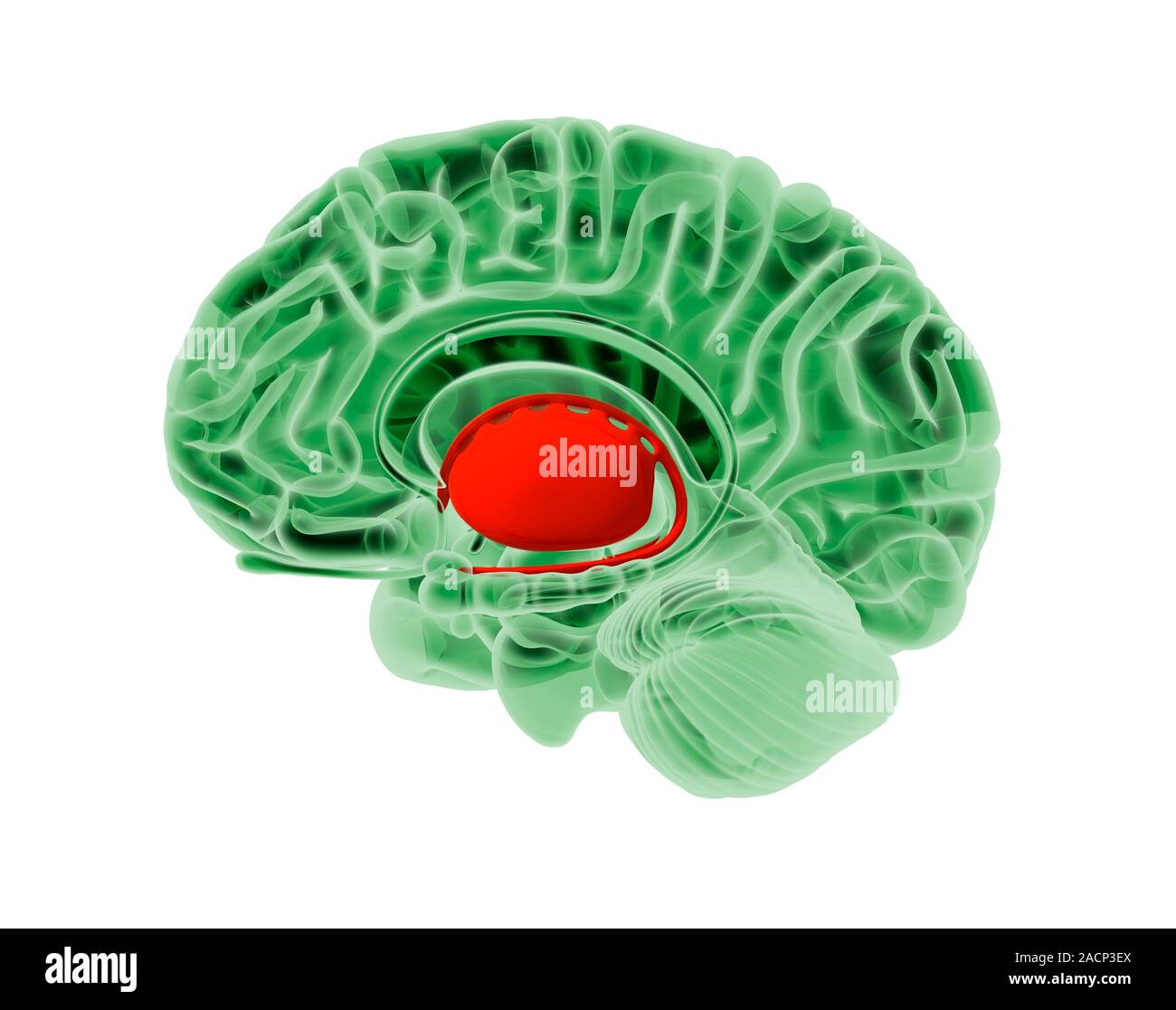 Human brain. Computer artwork of a section through the human brain with ...
