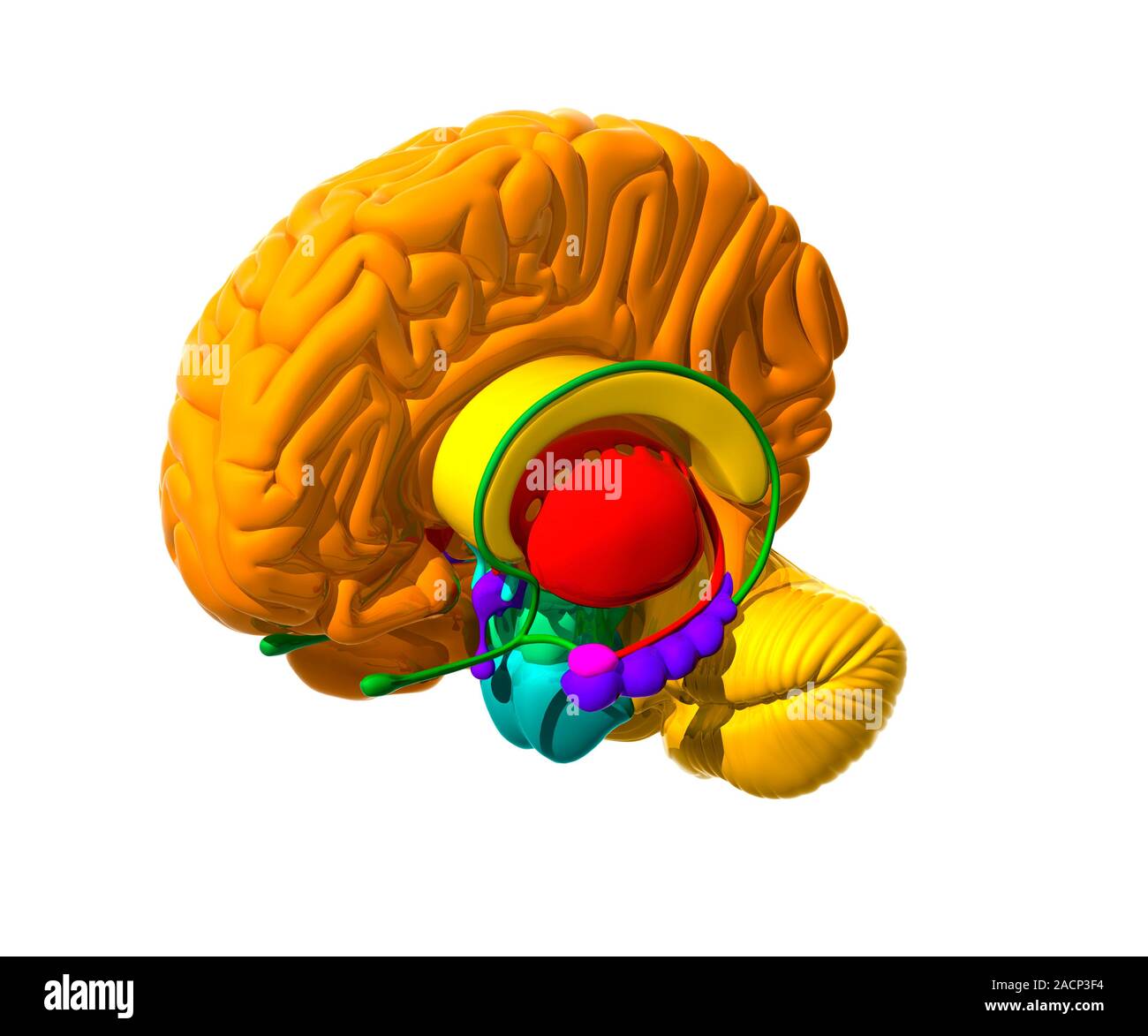Human brain. Computer artwork of a section through the human brain ...