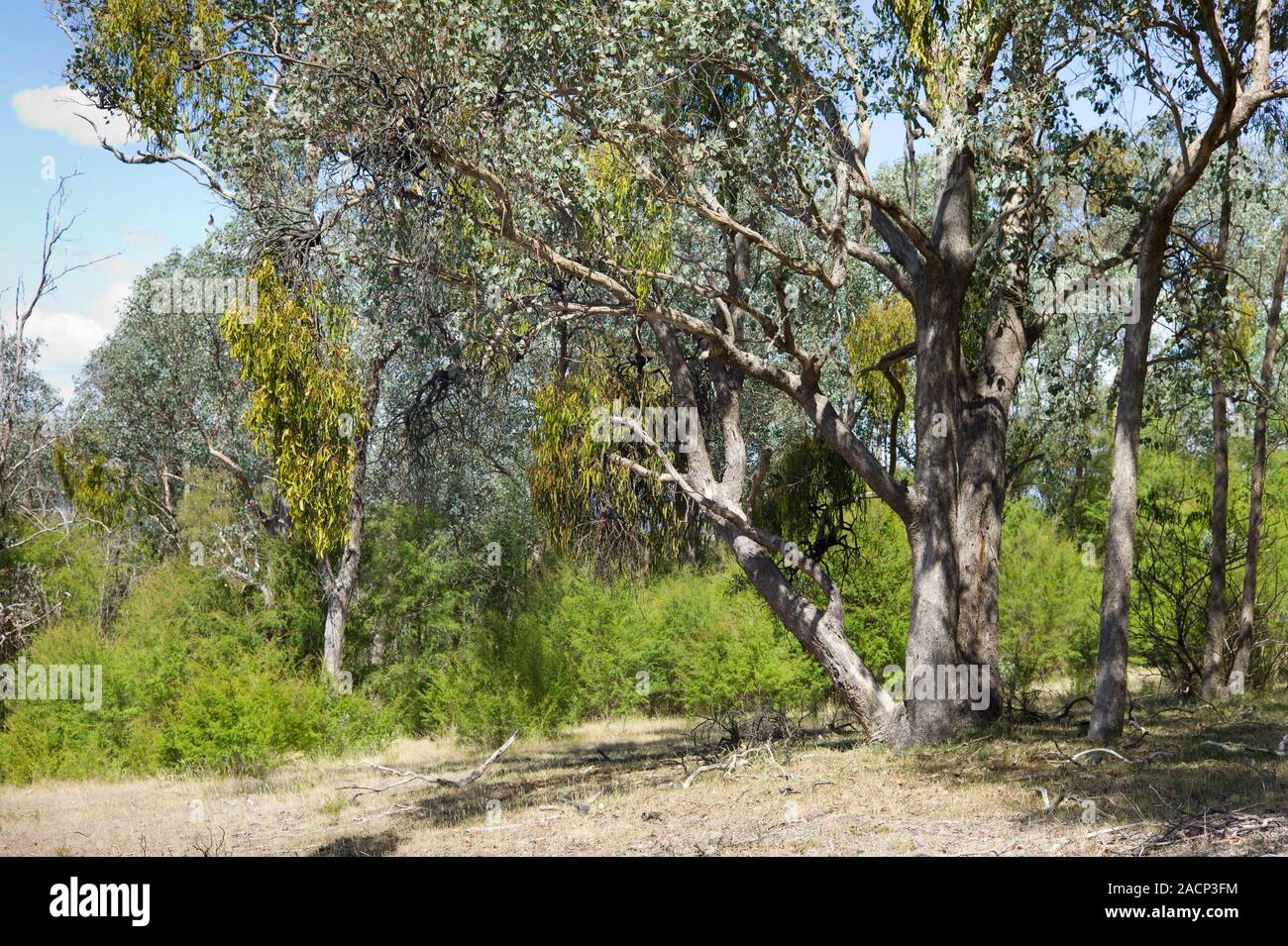 An area of open Eucalyptus forest in Warrandyte State Park, Victoria ...