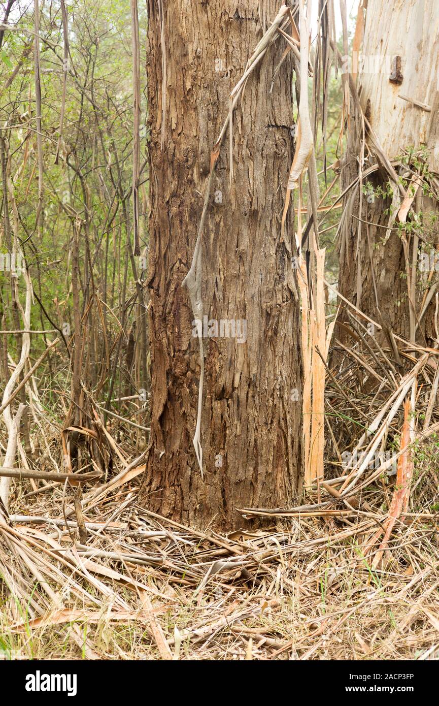 The bole of a Manna gum, Eucalyptus viminalis, growing in Warrandyte ...