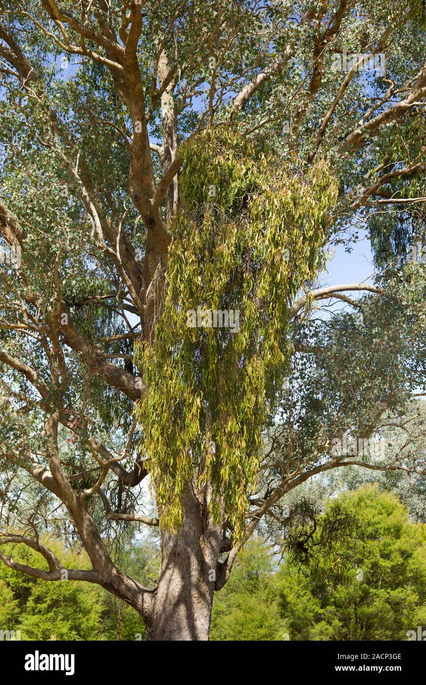 A large plant of the drooping mistletoe, Amyema pendulis, growing on a ...