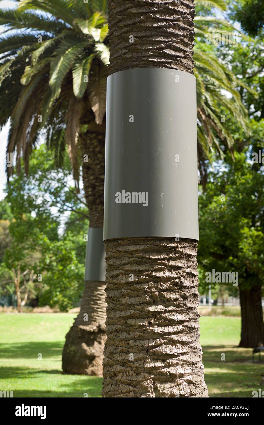 Two palm trees fitted with possum guards, growing in Royal Park ...