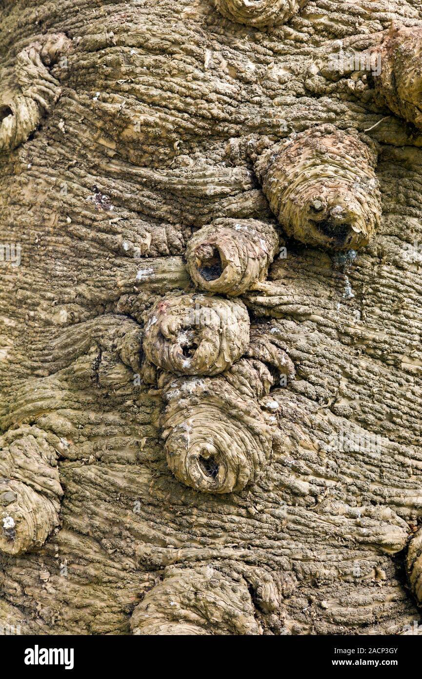 Bark of a Bunya pine, Araucaria bidwillii, growing in Colac Botanical ...