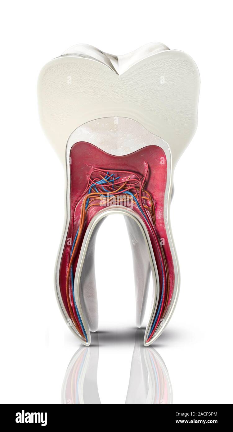 Human tooth. Computer artwork of a section through a human molar tooth ...
