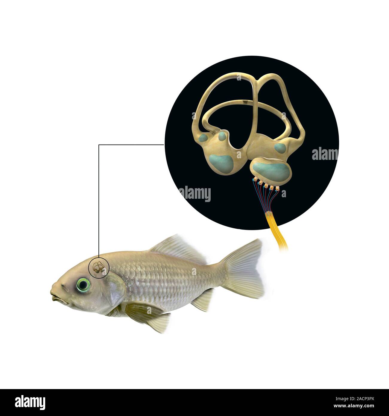 Fish inner ear. Computer artwork showing the position and structure ...
