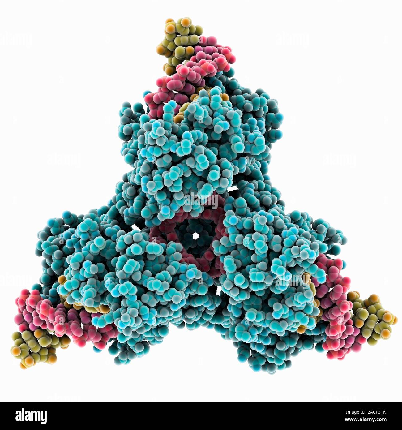 Cre-Lox recombination. Molecular model of the enzyme CRE (cyclization ...