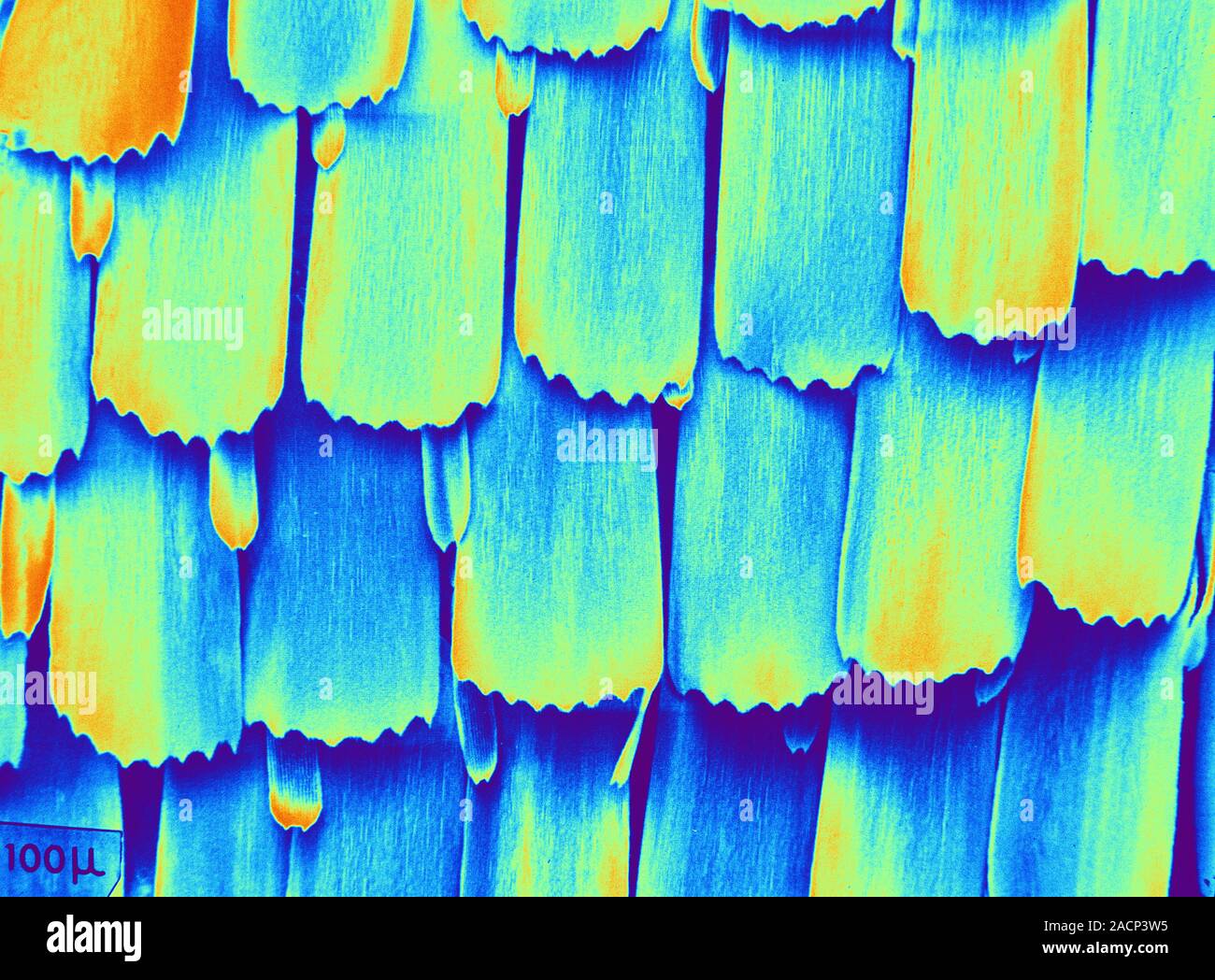 Coloured scanning electron micrograph (SEM) of scales on the wing of a ...