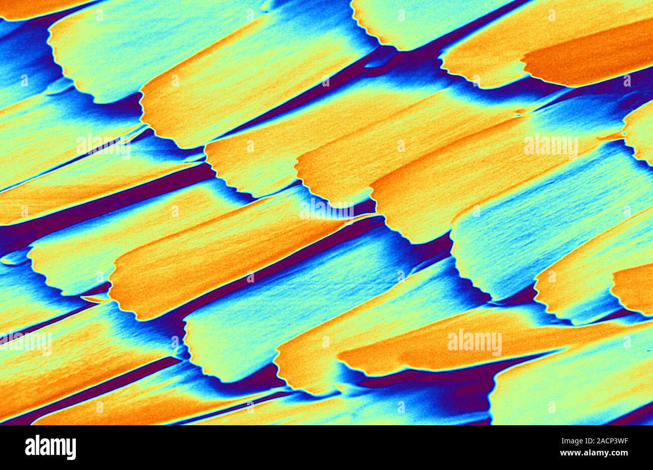 Coloured scanning electron micrograph (SEM) of scales on the wing of a ...
