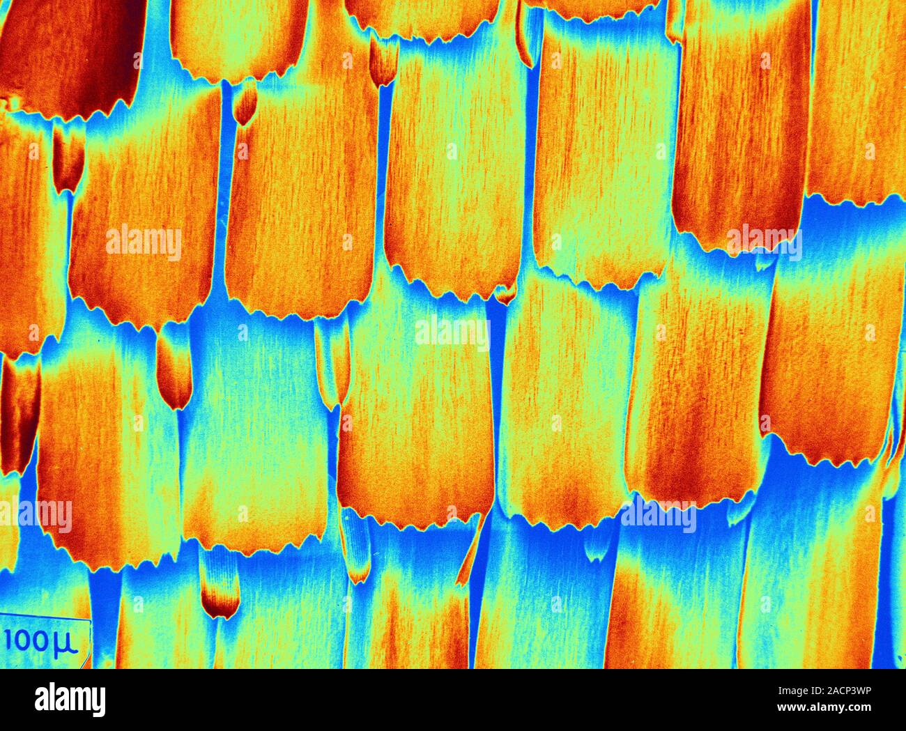 Coloured scanning electron micrograph (SEM) of scales on the wing of a ...