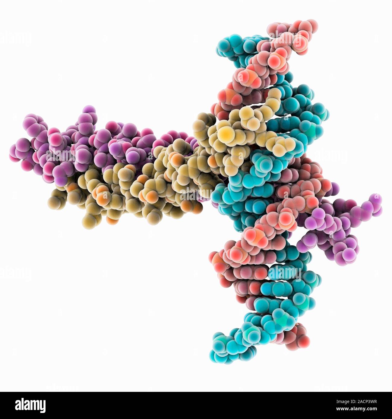 Transcription factor complexed with DNA. Molecular model showing the transcriptional factor c ...