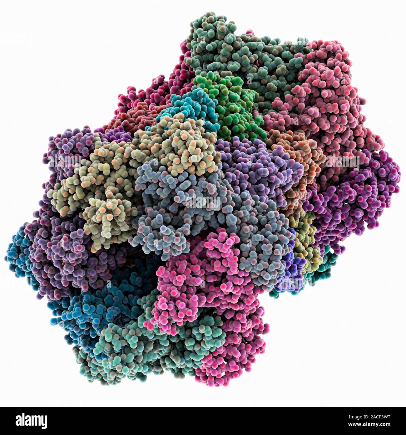 Bacterial protease molecule. Computer model of a molecule of HsIUV ...
