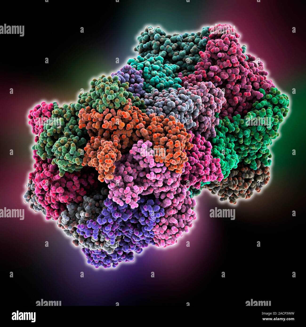 Bacterial protease molecule. Computer model of a molecule of HsIUV ...