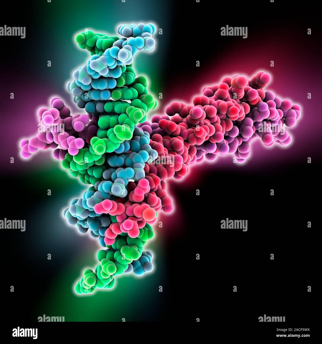 Transcription factor complexed with DNA. Molecular model showing the transcriptional factor c ...