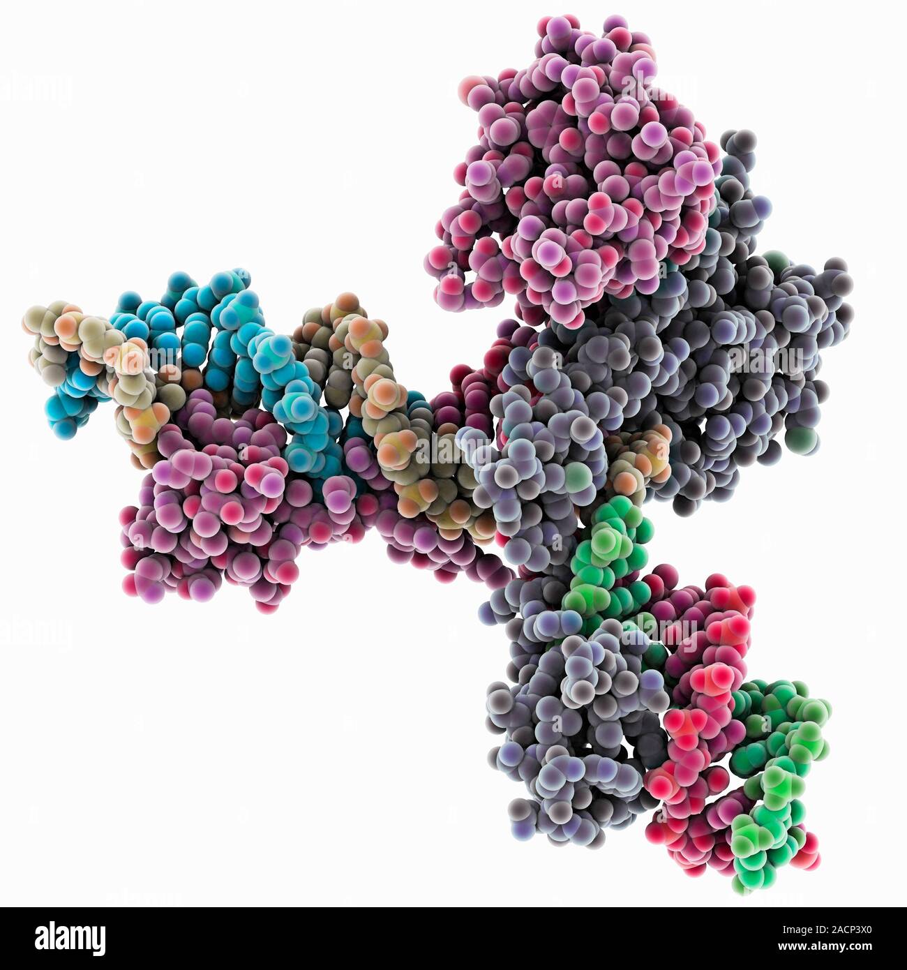 Resolvase complexed with DNA. Molecular model of a gamma-delta ...