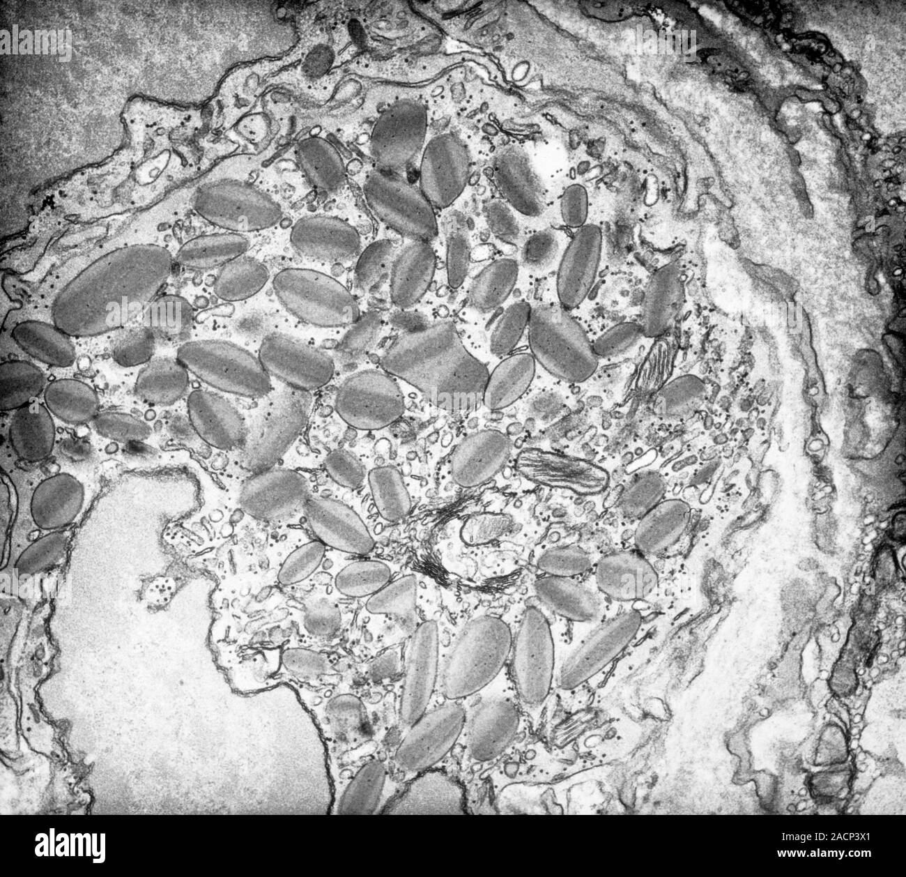 Granulocyte white blood cell. Transmission electron micrograph (TEM) of ...