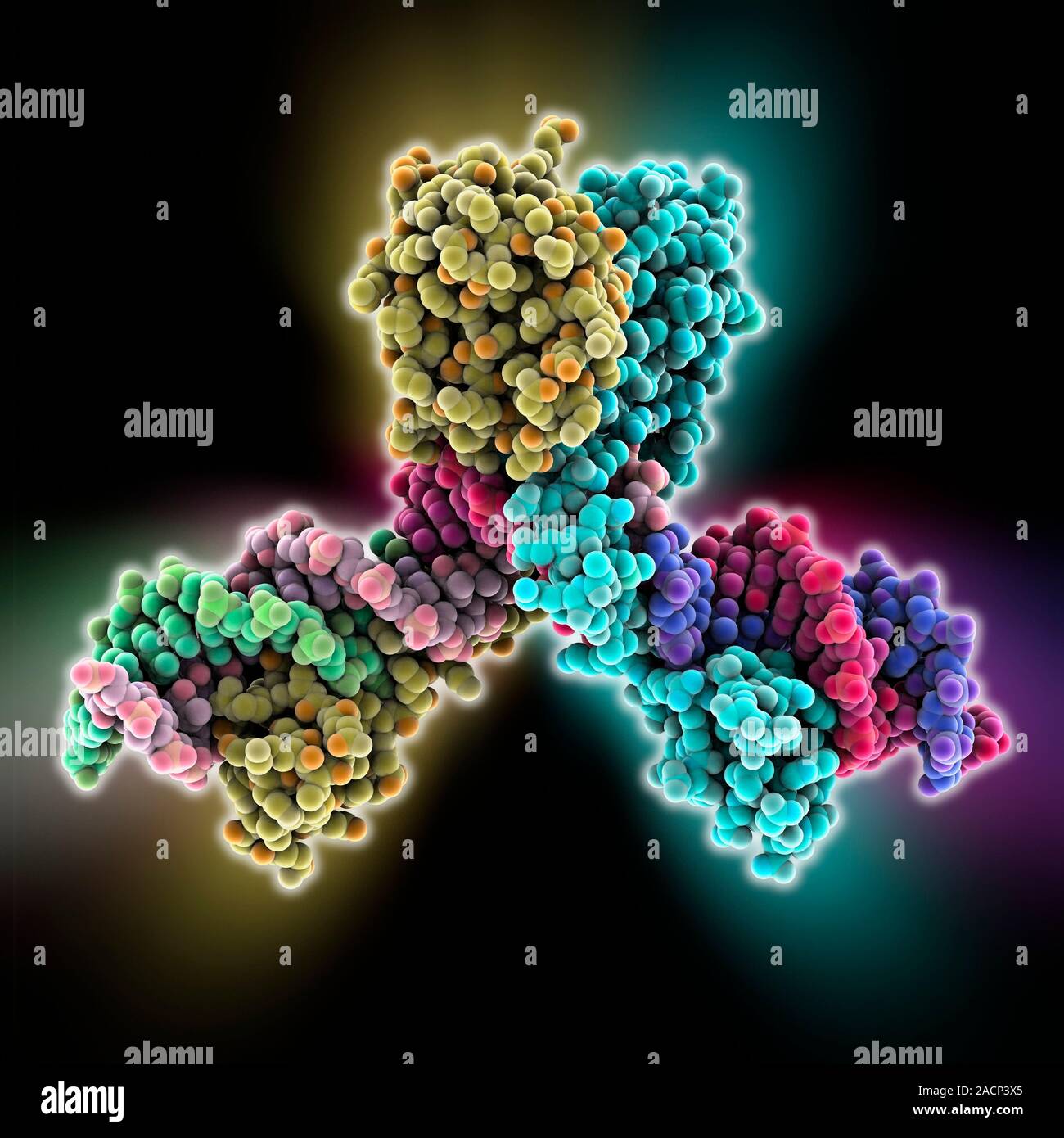 Resolvase complexed with DNA. Molecular model of a gamma-delta resolvase molecule (grey and pink ...