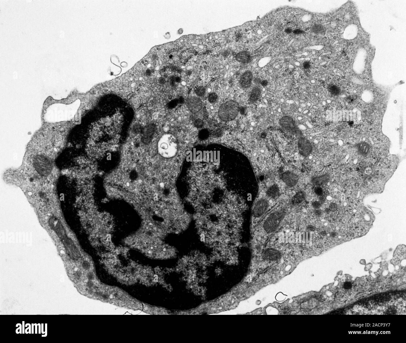 Monocyte white blood cell, transmission electron micrograph (TEM ...