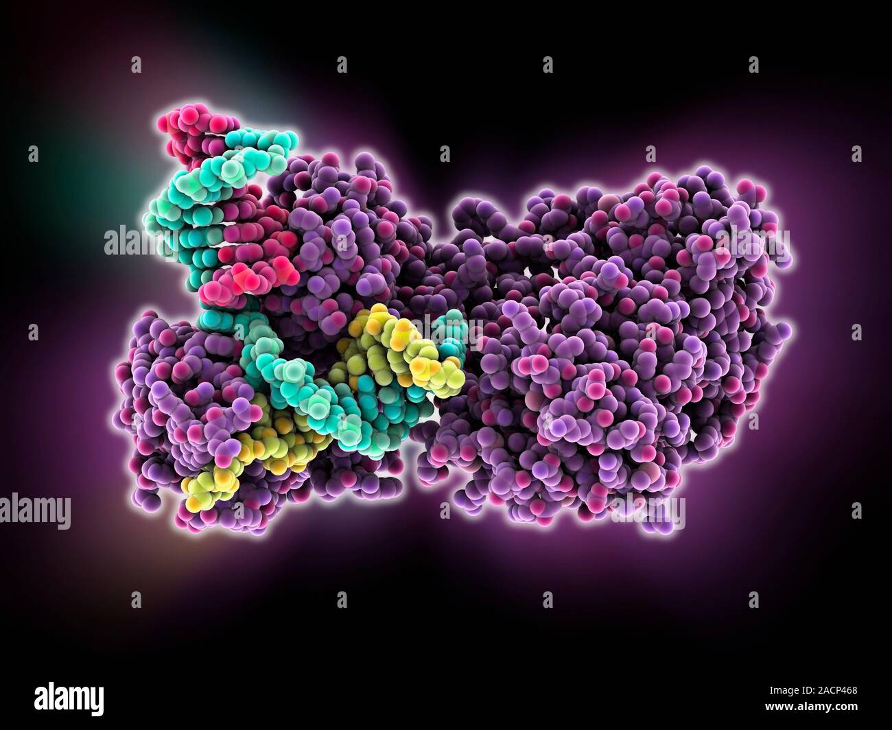 DNA repair enzyme. Molecular model of a recG molecule (purple) complexed with a three-way DNA ...