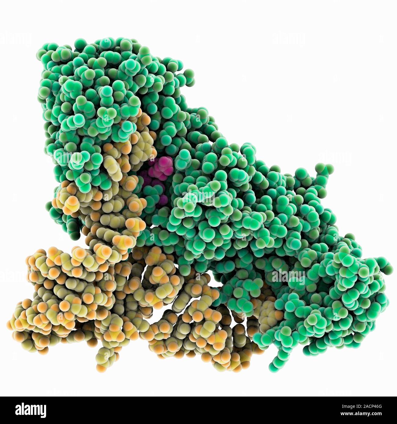 Glutaminyl-tRNA synthetase protein molecule. Molecular model showing ...
