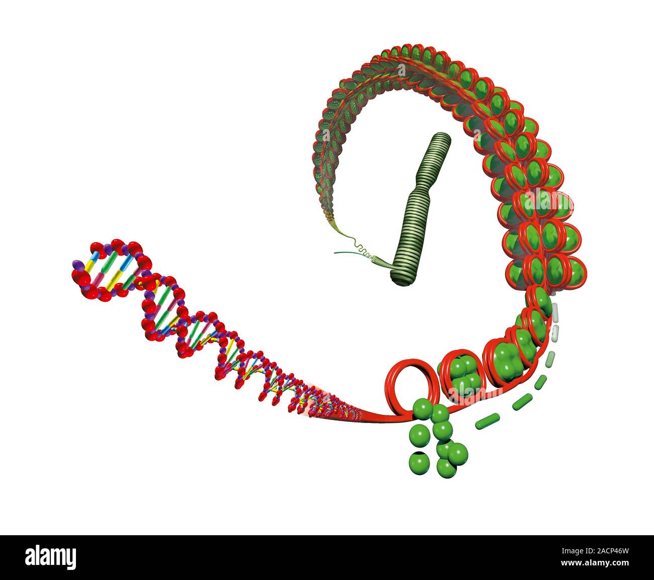 DNA packaging. Computer artwork showing how DNA (deoxyribonucleic acid ...